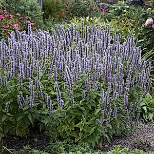 CHUXAY GARDEN 30 Seeds Agastache Foeniculum,Anise Hyssop,Fragrant Giant Hyssop, Lavender Hyssop, Anise Hyssop Perennial Organic Agastache Edible Seasoning Plants Easy Grow