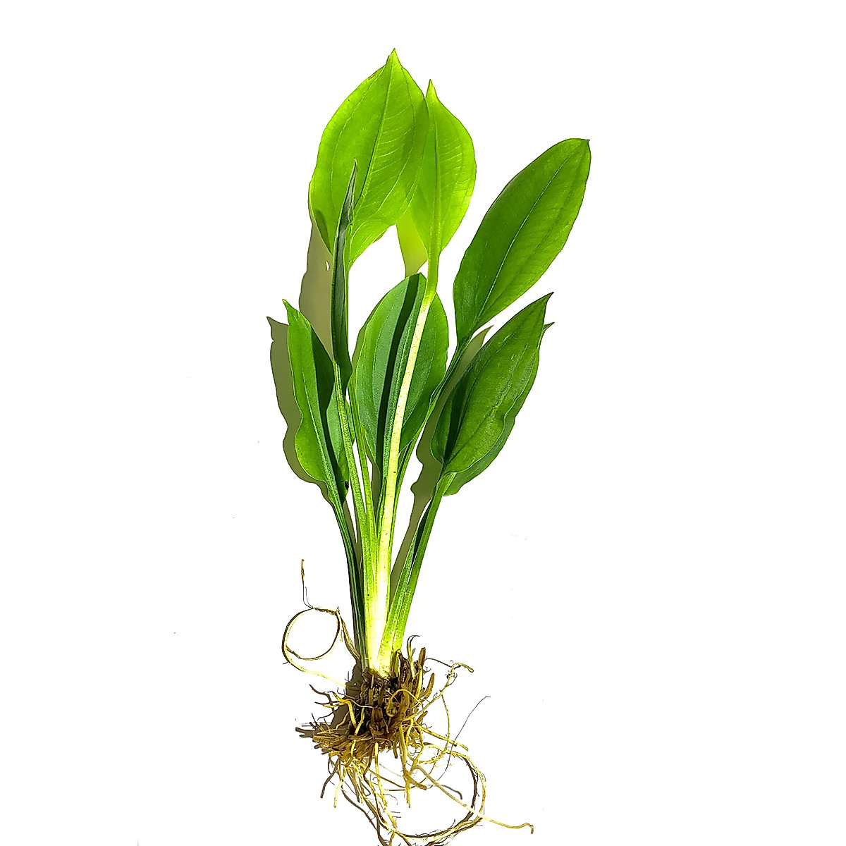 Marcus Fish Tanks - Amazon Sword Echinodorus Bleheri Easy Live Aquarium Plants for Aquatic Freshwater Fish Tank Buy 2 GET 1