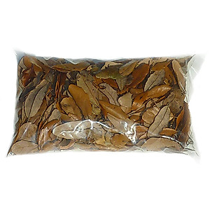 XYZReptiles Premium Live Oak Leaf Litter Isopod Substrate Terrarium Bedding (1/2 Gallon)