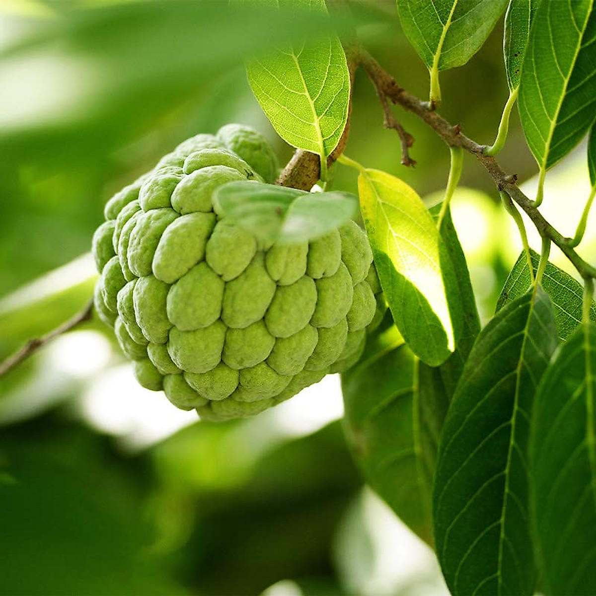 3 Sugar Apple Trees Plants Na Dai 8 Inc Tall for Planting Ornaments Perennial Garden Simple to Grow Pots Gifts