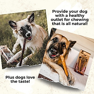 Bully Bunches Premium 12 Inch Thick Odor-Free Bully Sticks for Medium & Large Dogs - Long Lasting Chews for Oral Care - All Natural & Single Ingredient, 100% Beef Dog Treat, Rawhide Free (10 Pk)