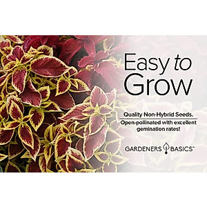 Coleus Seeds for Planting (Rainbow Mix) - Heirloom Non-GMO Shade Plants Seeds for Home Gardens, Containers, Hanging Pots, Decorative Borders and More by Gardeners Basics