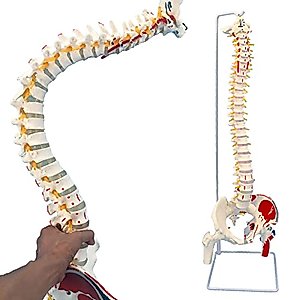 Veipho Spine Model, Spine Models for Chiropractors, Spine Model Life Size with Stand, Spine Models for Anatomy & Office, 34" Flexible Colored Human Spine Model Life-Size Spinal Cord Model