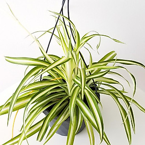 Enchanting Spider Plant - 3 Live Starter Plants in 2 Inch Pots - Chlorophytum Comosum - Nature's Green Symphony for Your Home