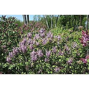 Proven Winners SYRPRC1157800 Scentara Double Blue Live Shrub 4.5" Quart Purple
