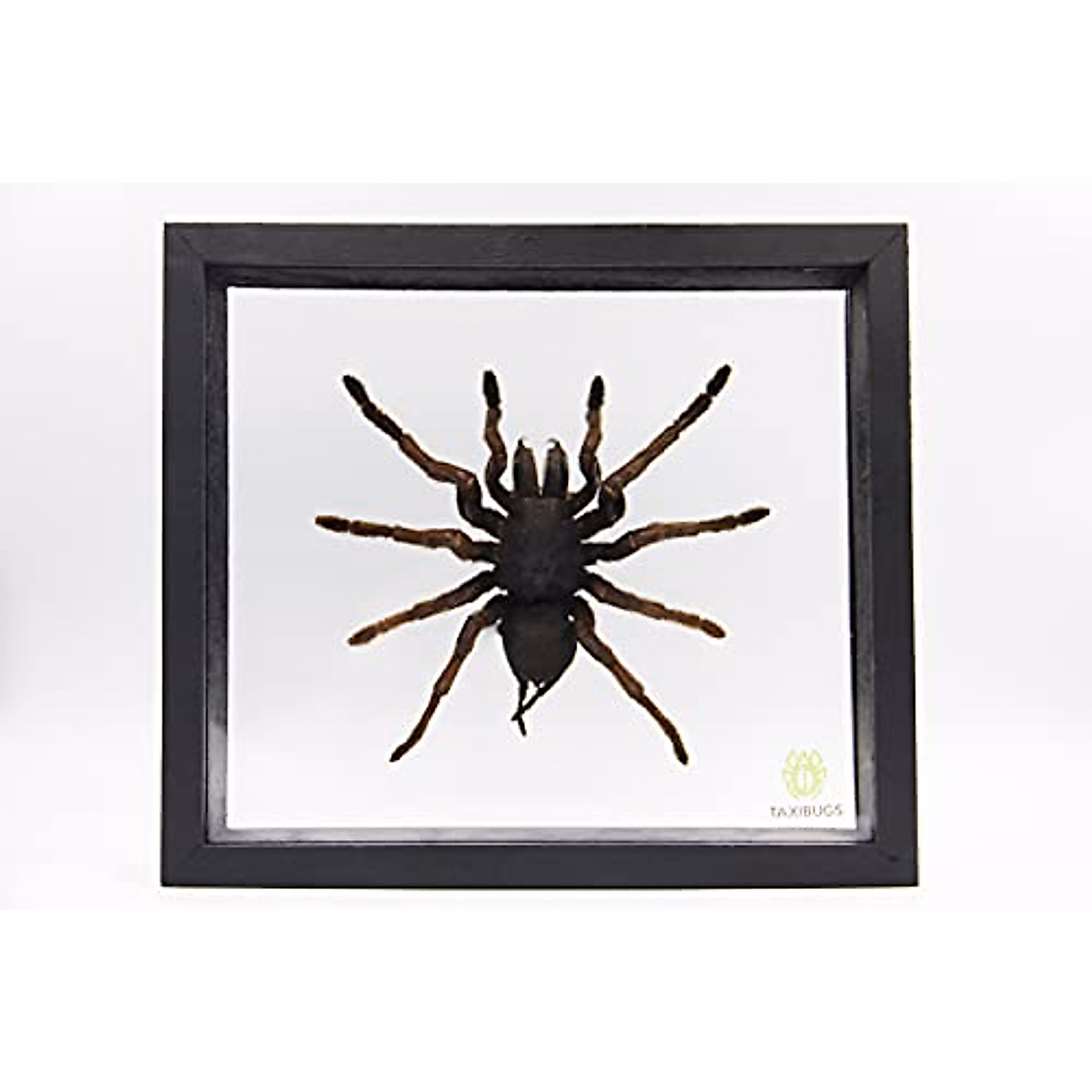 Real Giant Bird Eating Tarantula EURYPEIMA SPINCRUS Spider Taxidermy Transparent Boxed Display (Glass Background Black Frame)