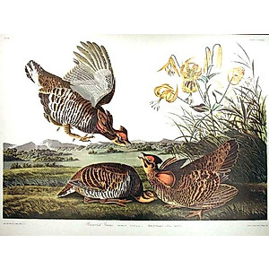 Pinnated Grouse. From"The Birds of America" (Amsterdam Edition)