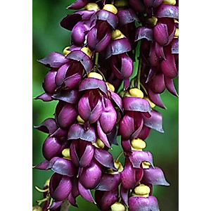 Climbing Jade Vine Seeds to Plant - 4 Big Healthy Seeds - Mucuna Sempervirens Seeds to Grow - Rare