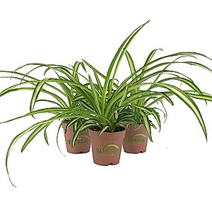 Enchanting Spider Plant - 3 Live Starter Plants in 2 Inch Pots - Chlorophytum Comosum - Nature's Green Symphony for Your Home
