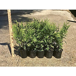 Thuja Arborvitae Green Giant - 12 Live Quart Size Plants - Evergreen Privacy Trees