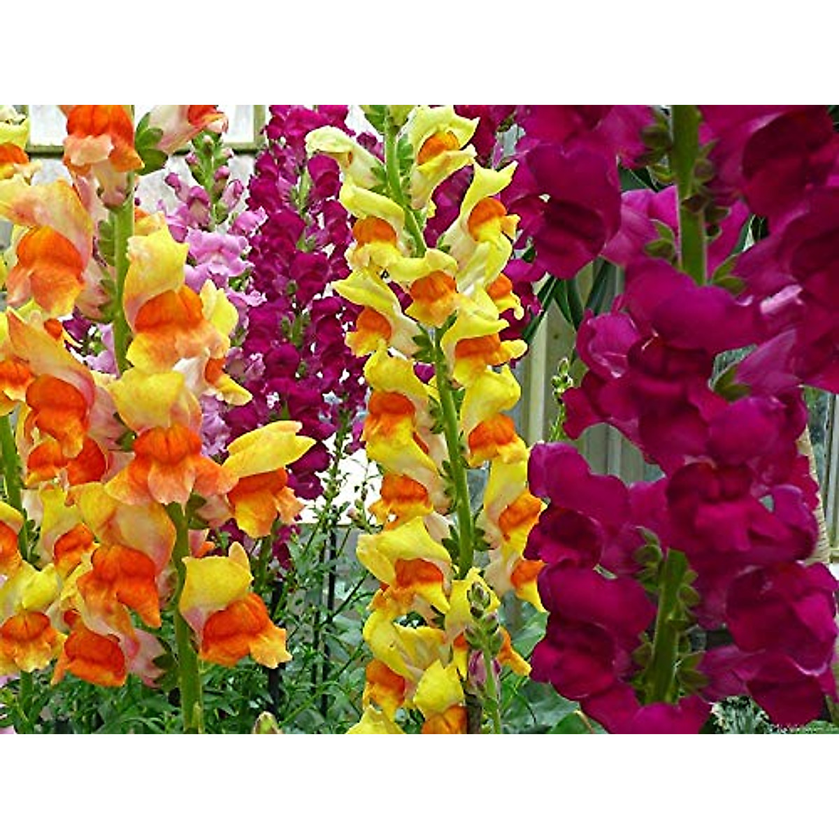 Tetra Mix Snapdragon Seeds for Planting, 2000+ Flower Seeds Per Packet, (Isla's Garden Seeds), Non GMO & Heirloom Seeds, Scientific Name: Antirrhinum majus, Great Home Garden Gift