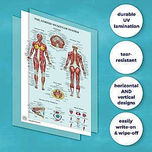 THE ART OF SCIENCE 2-Pack Muscular System Posters - Male and Female Muscle System Models - Human Anatomy Posters, Medical Posters, Human Body Posters - Laminated - 18x30