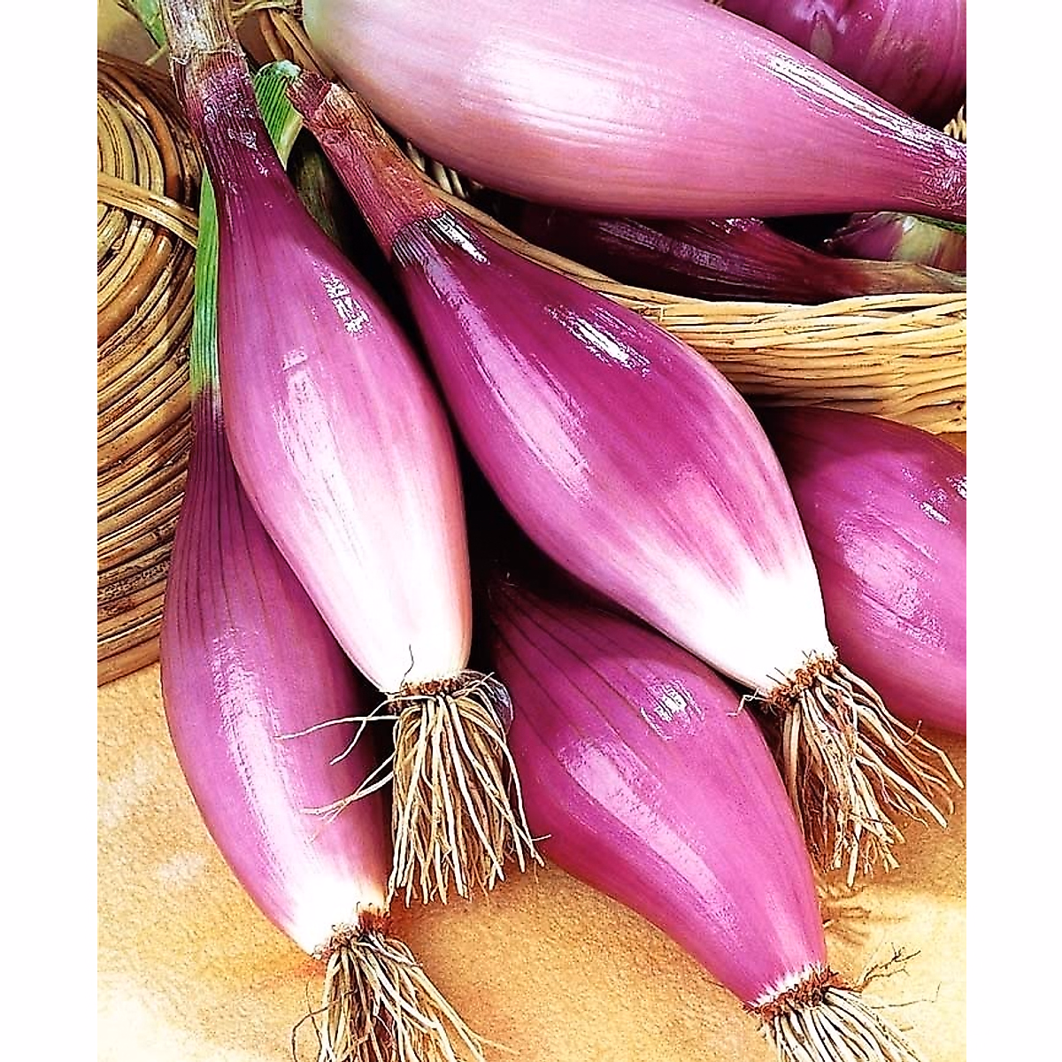 RAISE ME UP: Seeds Red Banana Shallot Onion Non GMO Heirloom