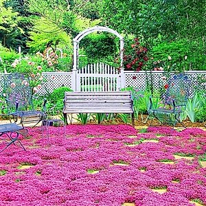 Creeping Thyme Seeds for Planting - 20000+ Magic Creeping Thyme Seeds Ground Cover Plants Heirloom Flowers Non-GMO Perennial Thymus Serpyllum Seeds