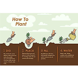 Brighter Blooms - Calamondin Orange Tree, 3-4 Ft. - Indoor/Outdoor Patio Citrus Trees, Ready to Give Fruit - Cannot Ship to FL, CA, TX, LA, OR, AL, and AZ