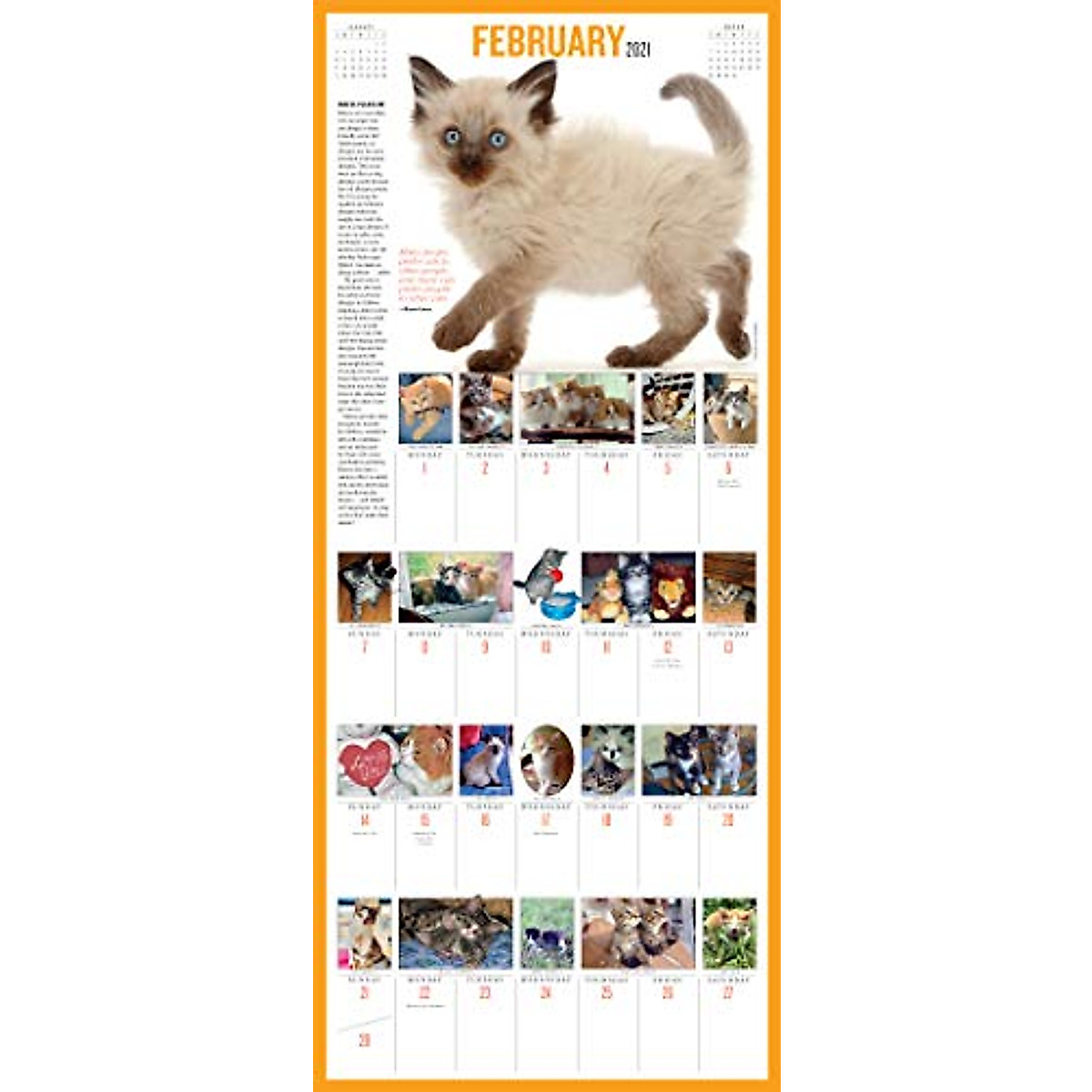 365 Kittens-A-Year Picture-A-Day Wall Calendar 2021
