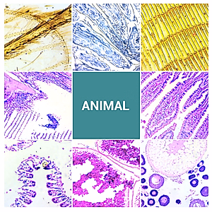 100Pcs Microscope Slides with Specimens, Prepared Microscope Sample with Insects Plants Animals for Kids Students Science Learning Homeschool Use