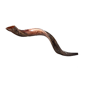 40"- 42" Extra Large Yemenite Kudu Horn Half Polished Finish and Half Natural Shofar, with Free Anti Odor Spray and Bag, Made in Israel