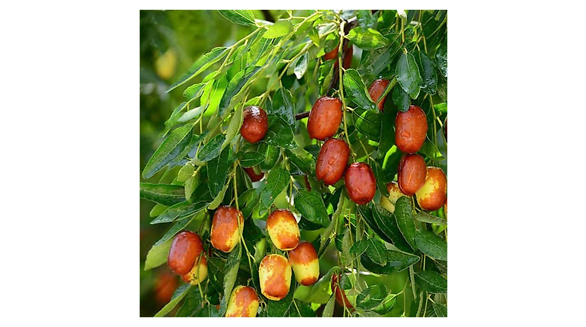 CHUXAY GARDEN Indian Jujube Tree - Drought Tolerant Tropical Fruit