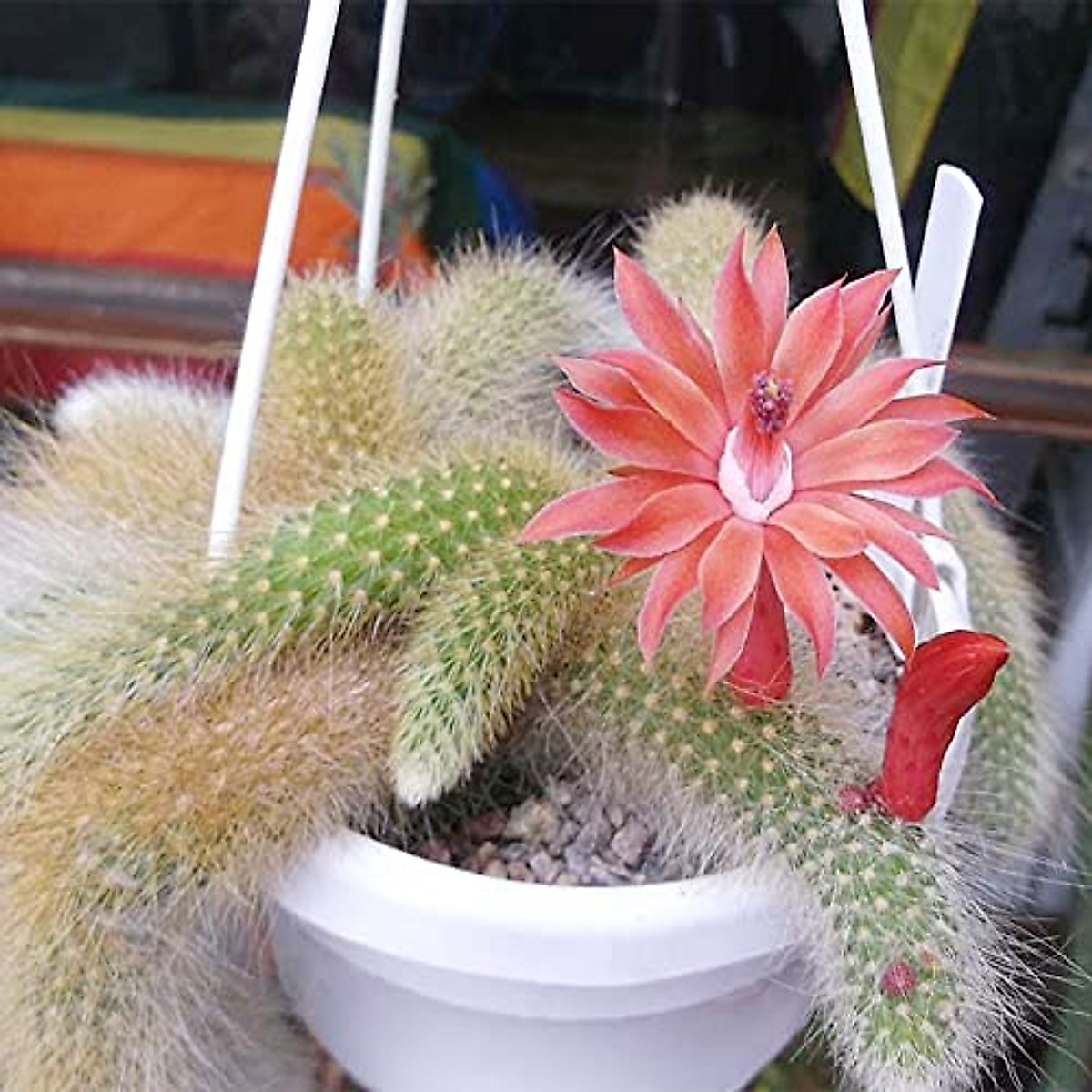 QAUZUY GARDEN 20 Seeds Hildewintera Cleistocactus Colademononis Monkey's Tail Cactus Seeds Exotic Succulent Bonsai Striking Container Hanging Plant Easy to Grow