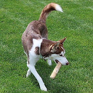 SPOT Coffee Wood Dog Chew Toy – 100% Natural & Sustainably Sourced Non-Splintering Wood from Coffee Plants, Long Lasting, Durable Toy for Aggressive Chewers, for Large Dogs and Puppies Up to 99lbs