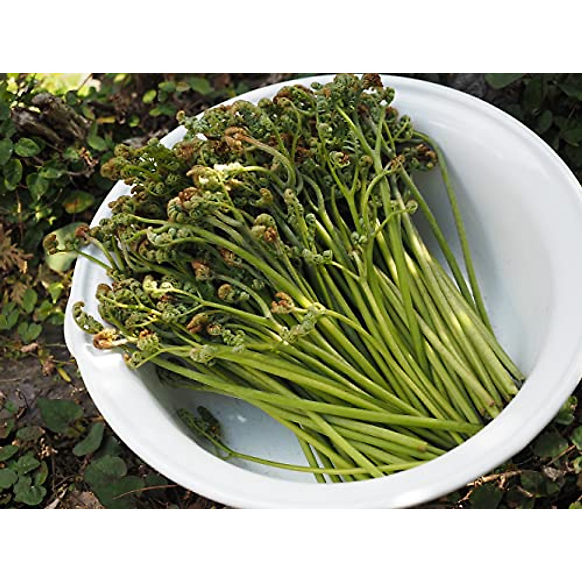 Noda Horo, TA-32, Small Enamel, 475273