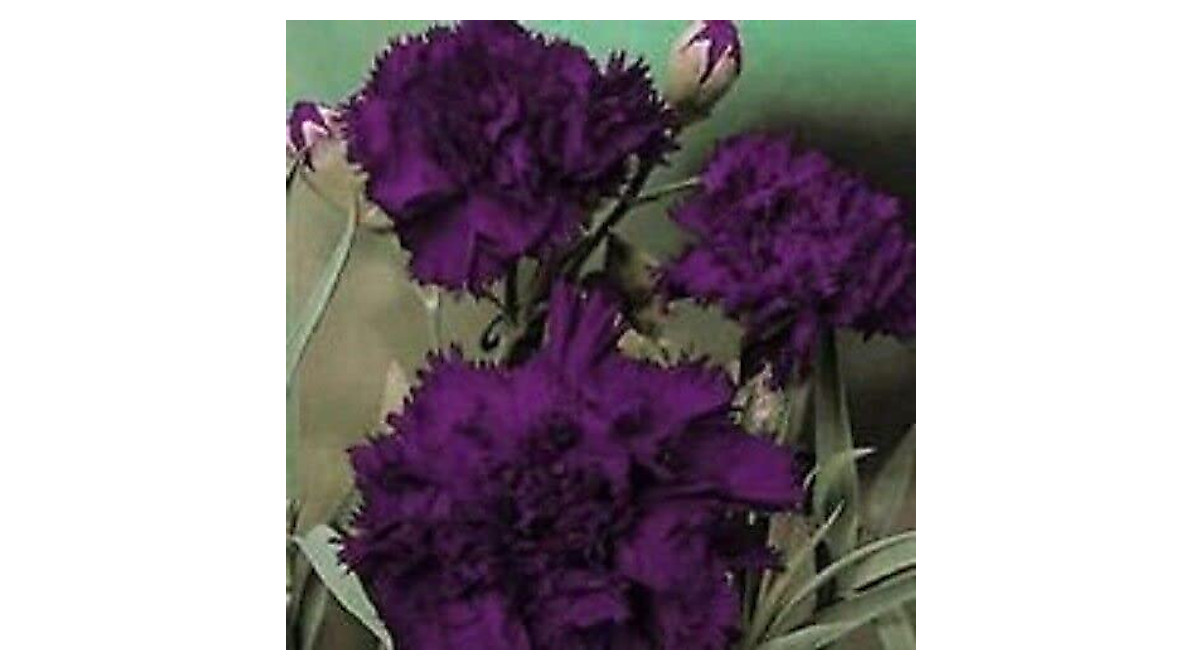 CHUXAY GARDEN Dark Purple Carnation Seeds - Easy Care