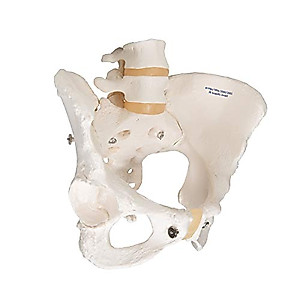3B Scientific A61 Female Pelvic Skeleton - 3B Smart Anatomy
