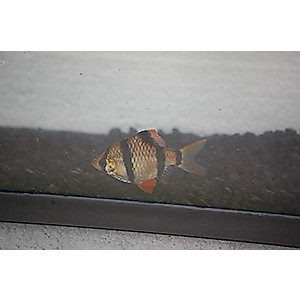 Quinn's Fins Barb- Tiger Barb- 5 Pack