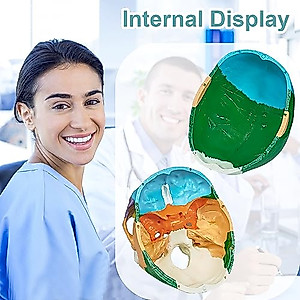 breesky Anatomy Skull Model of Medical: 3-Parts Colored Removable Anatomy Skull Model - Mini Human Skull Anatomical Model for Medical Research.