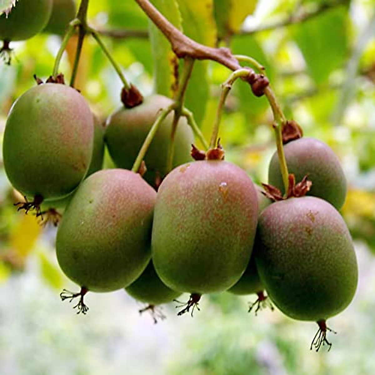 Hardy Kiwi Seeds Actinidia Arguta Seeds Perennial GMO Free Fragrant Showy Fruit & Berries Climber Trellises Fences Pergolas Outdoor 10Pcs Fruit Seeds by YEGAOL Garden