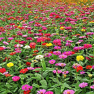 150+ Mixed Double Zinnia Seeds Flower Garden Big Bright Beautiful Variety Butterfly