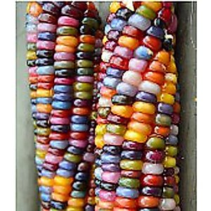 Rainbow Ornamental Corn Seeds (20+ Seeds) | Non GMO | Vegetable Fruit Herb Flower Seeds for Planting | Home Garden Greenhouse Pack
