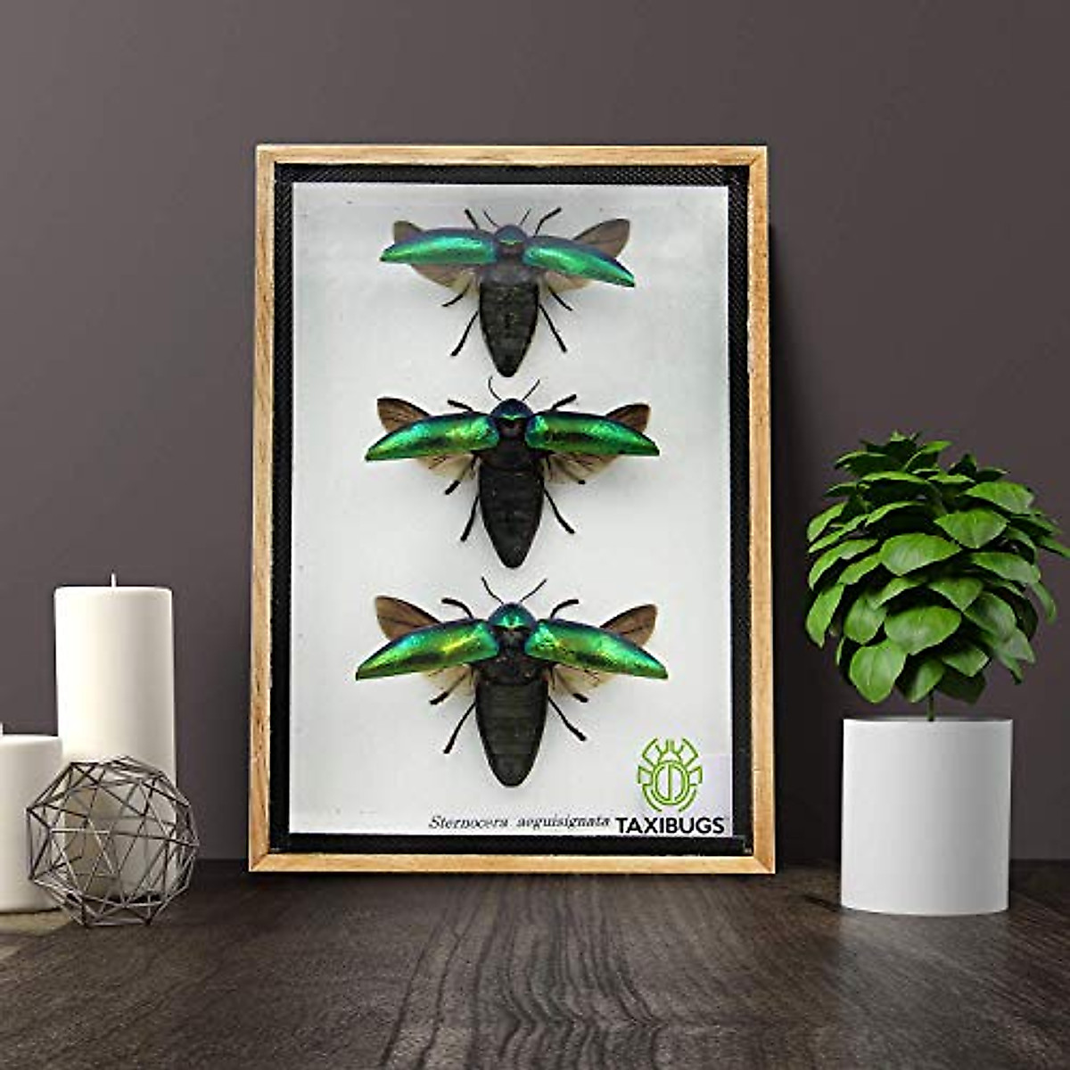 TAXIBUGS Jewel Beetle Mounts Insect Animals Taxidermy in Framed (3 Sternocera Aeguisignata)