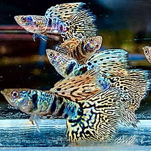 D&A Tropical Live Fish - Tiger King Cobra Guppy Live Fish, Male and Female Guppies Live Fish for Aquarium, Live Fish Freshwater (1 Trio (1 Male, 2 Female))