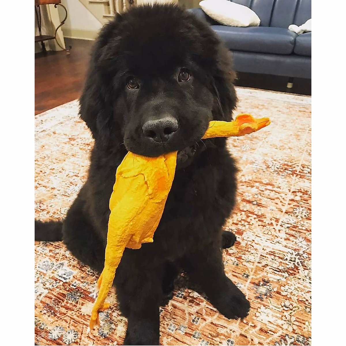 Rubber Chicken Dog Toys - Natural Rubber (Latex) - Lead-Free Chemical-Free - Complies with Same Safety Standards as Baby Toys - Soft Unstuffed Squeaky (Extra-Large)
