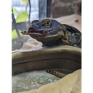 Josh's Frogs Superworms (50 Count)