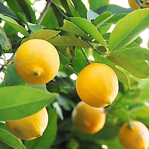 Meyer Lemon Tree, Dwarf Meyer Lemon Tree Live Plant, Lemon Tree 2 Inc Tall 4 Inch Pot for Growing