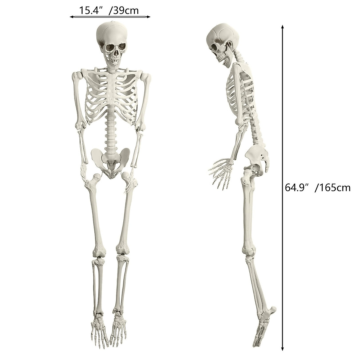 5.4ft Full Body Skeleton Prop with Movable Joints, Poseable Life Size Skeleton Statue for Anatomy Scentific Study Halloween Outdoor Decoration (White)