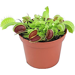 Altman Plants, Live Venus Fly Trap Live Plant, Live Venus Flytrap Live Plants Indoor in Venus Fly Trap Soil, Indoor Plants Live Houseplants in Venus Fly Trap Pot, Venus Fly Trap Plant House Plants