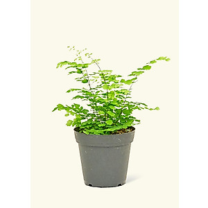 Rooted Maidenhair Fern, Adiantum aethiopicum, Live, Live Indoor, Easy to Grow, Easy to Care, Outdoor Garden and Low Maintenance Houseplant (4")
