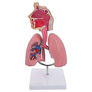 VILLCASE Human Nasal Cavity Throat Anatomy Model, Human Lung Model, Respiratory System Lung Model Teaching Tool, for Students Study Display Teaching Model