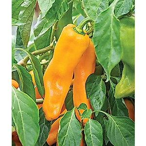 Burpee Big Daddy Sweet Pepper Seeds 40 seeds