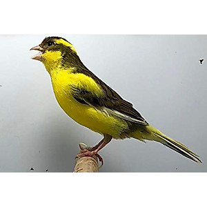 Fit Fly Slip Claw Treatment Rings Bracelets Birds Canary Finch Tropical Birds