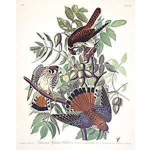 American Sparrow Hawk. From"The Birds of America" (Amsterdam Edition)