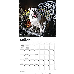 Bulldogs | 2023 12 x 24 Inch Monthly Square Wall Calendar | Foil Stamped Cover | BrownTrout | Animals Dog Breeds DogDays