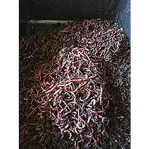 Worms Red Wiggler Composting 2 Pounds