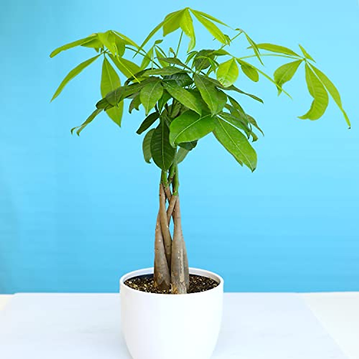 Money Tree Plant Indoor House Plants, Chinese Money Plant Decor, Bonsai Tree Feng Shui Decor, House Plants Indoors Live Plants Indoor Plants Live Houseplants Live Indoor Live Plants by Plants for Pets