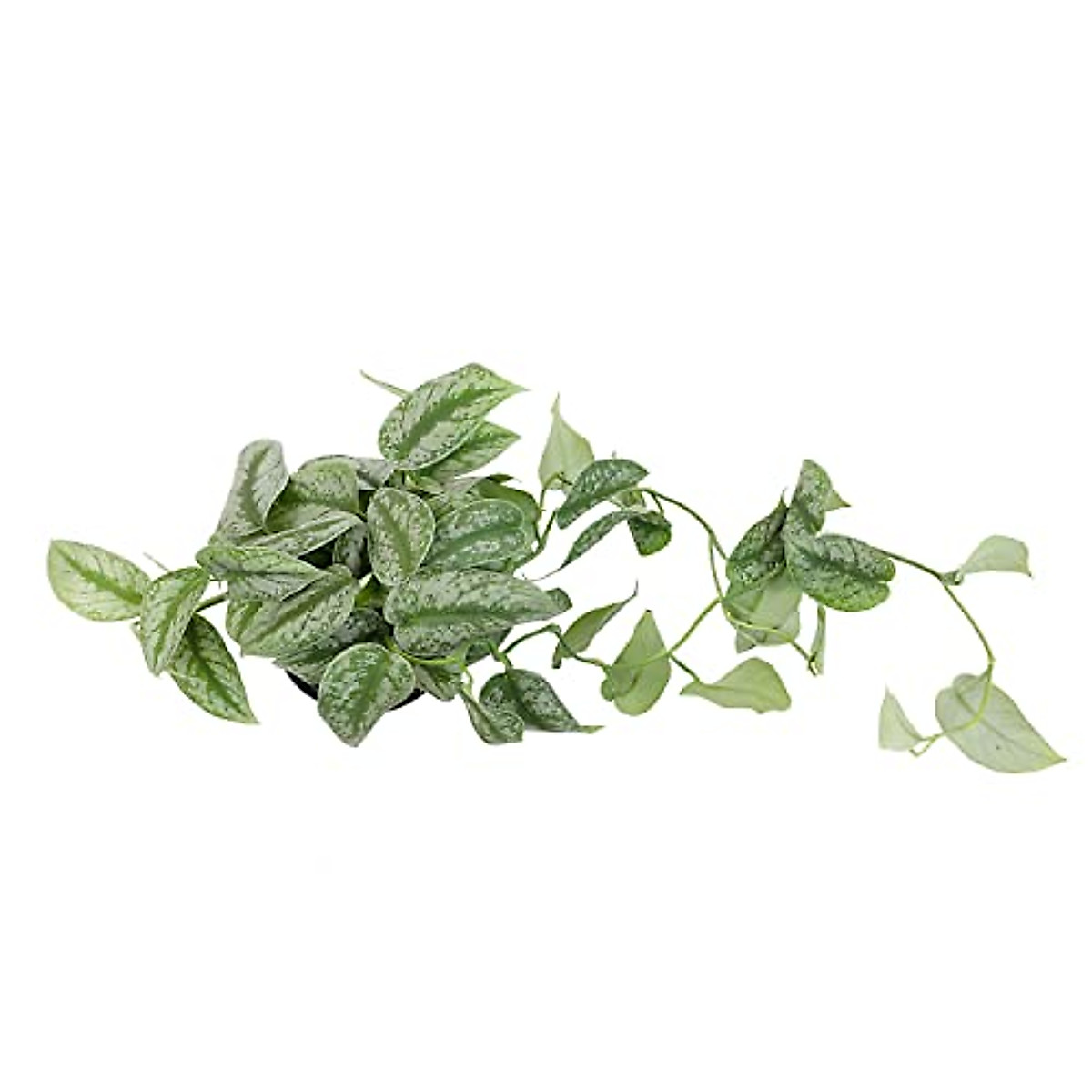 Silver Satin Pothos Plant Live Plant Hanging Basket, Silver Pothos Hanging Plant Live House Plants Indoors, Real Plants Indoor Live Plants Indoor Plants Live Houseplants Live Indoor by Plants for Pets