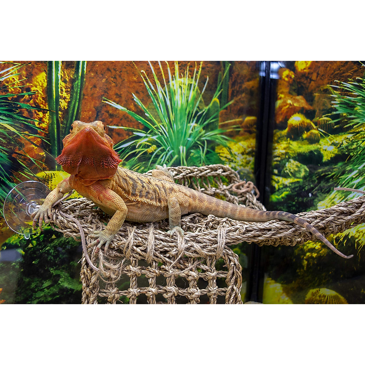 PENN-PLAX Reptology Lizard Lounger Corner Triangle with Ladder– 100% Natural Seagrass Fiber – Great for Bearded Dragons, Anoles, Geckos, and Other Reptiles – Large